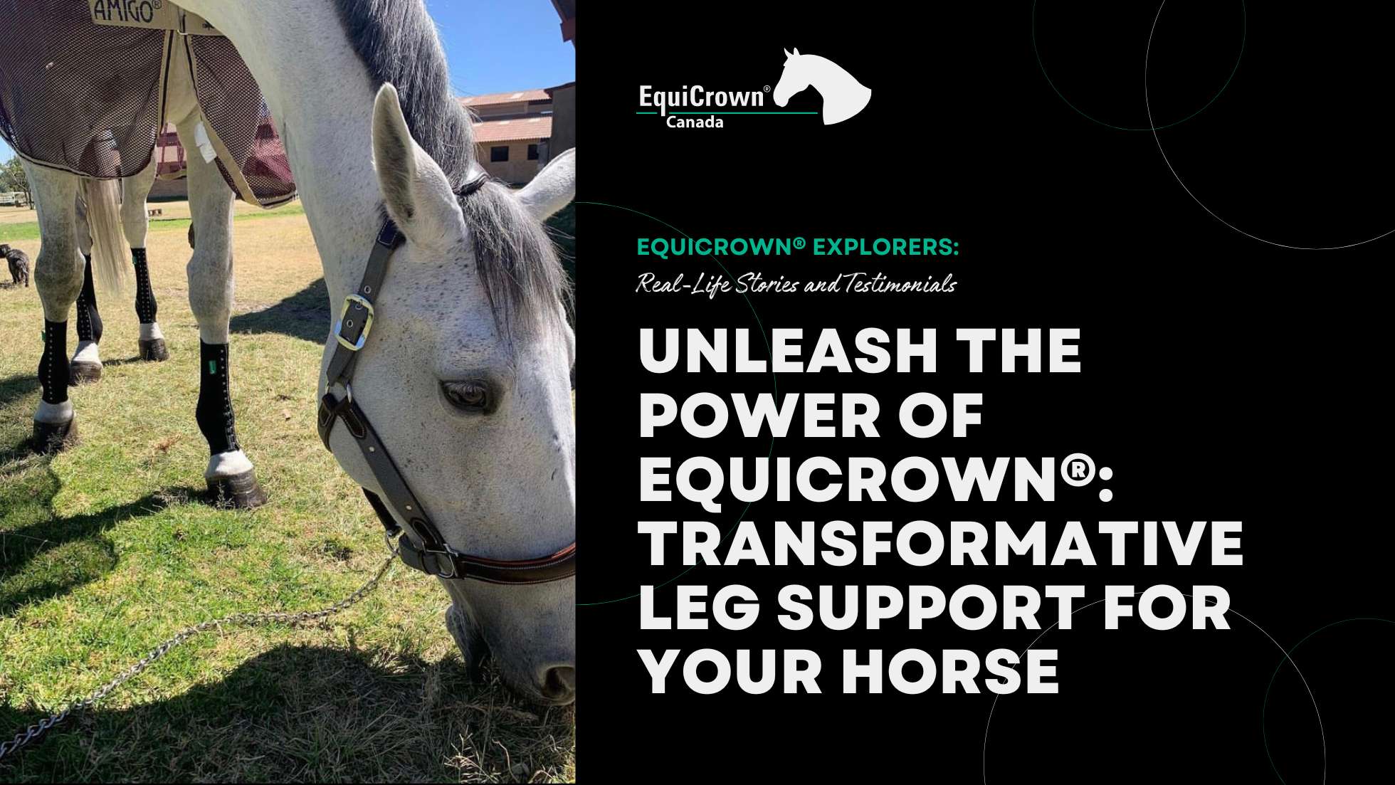Unleash the Power of EquiCrown®: Transformative Leg Support for Your H ...